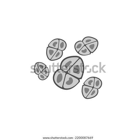 Tetracoccus Over 118 Royalty Free Licensable Stock Illustrations