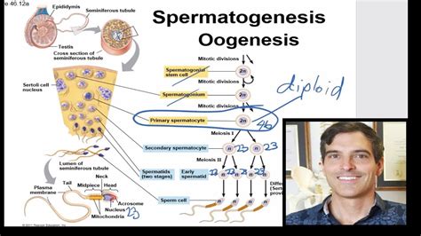 Spermatogenesis And Oogenesis Explained General Biology Flipped Classroom Youtube