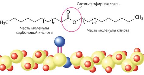 Воски. Большая российская энциклопедия