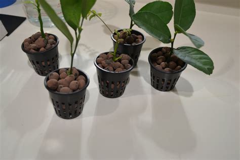 automated aeroponics system using raspberry pi 10 steps with