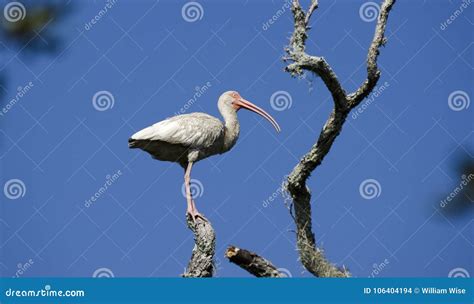 White Ibis Wading Bird Perched In Tree Pickney Island National