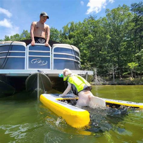 Rampe Flottante Pour Chien Concept Piscine Design