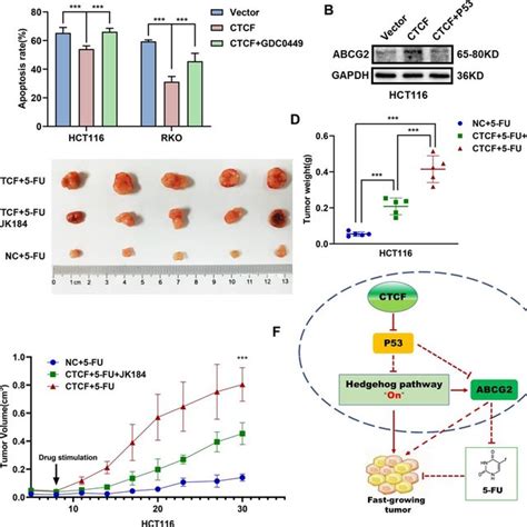 Ctcf Promotes Chemoresistance By Regulating P53 Hedgehog Axis