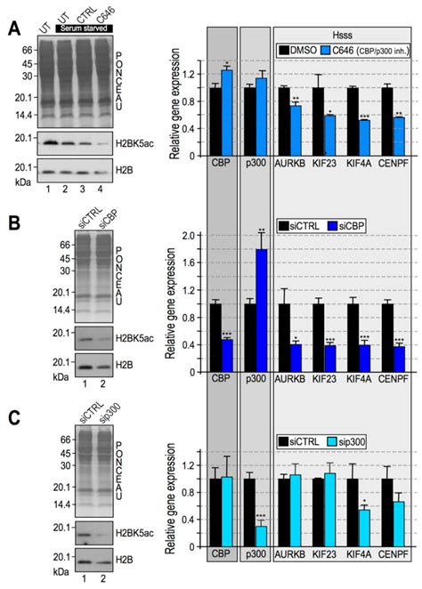 Creb Binding Protein Cbp Is Linked To The Gene Expression Regulatory