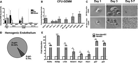 Hemogenic Endothelial Cell Specification Requires C Kit Notch Signaling And P27 Mediated Cell