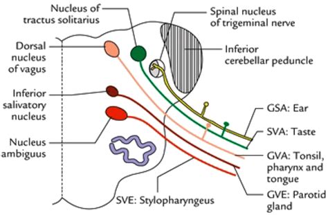 Glossopharyngeal Nerve Pathway