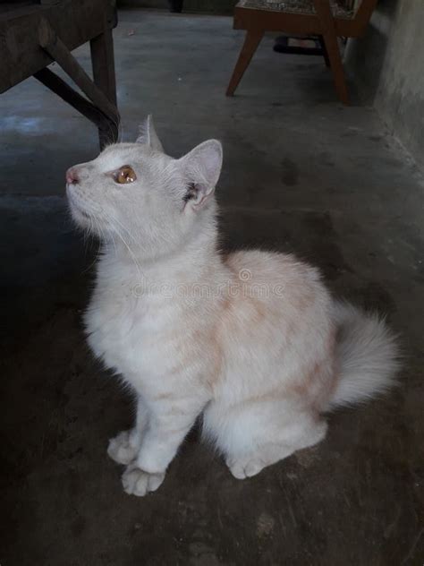 A Male Angora Cat With Creamy White Fur Is Sitting On The Floor Stock