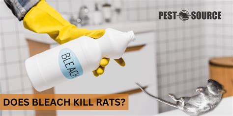 Does Bleach Kill Rats Pest Source