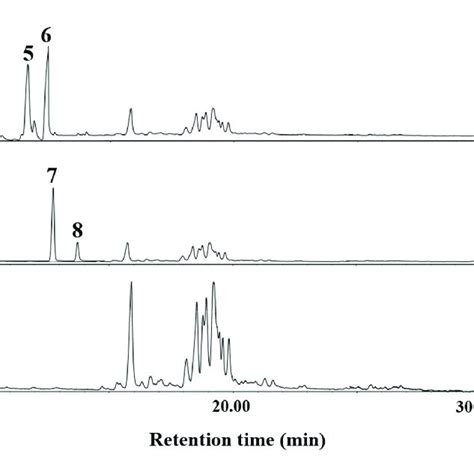 Gc Ms Chromatograms Of Dichloromethane Extracts Of A Niger A And