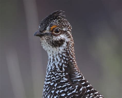 Sharp Tailed Grouse Photos Oahu Nature Tours Photogallery