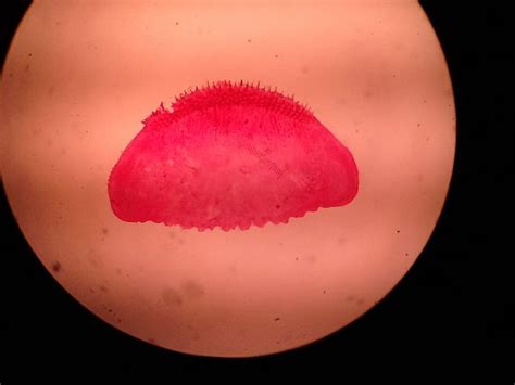 Ctenoid Fish Scale Fish Scales Vertebrates Zoology