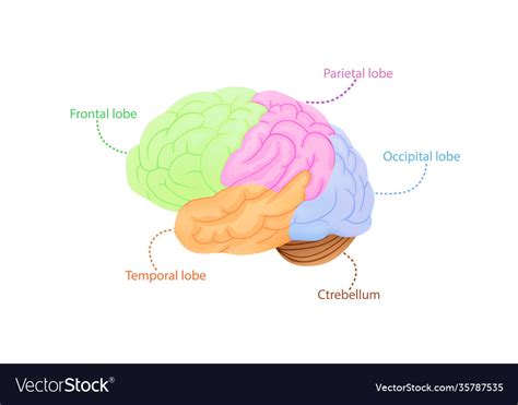 Structure Cerebral Cortex Colored Royalty Free Vector Image