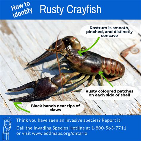 Rusty Crayfish Invasive Species