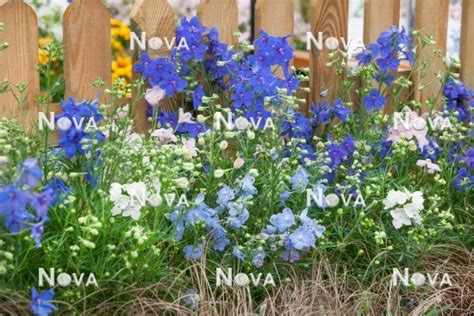 Delphinium Summer Colors Mix