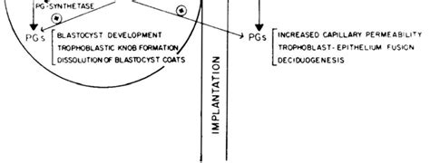 A Proposed Mode Of Action Of Catechol Estrogens In Stimulating Download Scientific Diagram