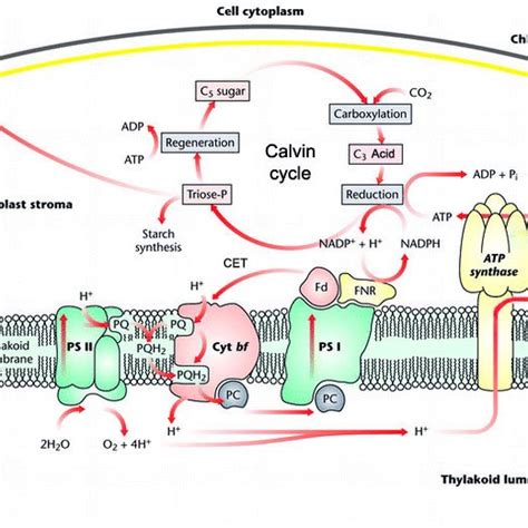 Proposed Pathway Of Cyclic Electron Transport Bold Arrows Cet
