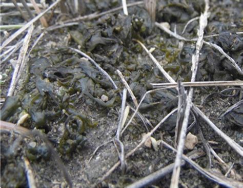 Macrocolonies Of Nostoc Commune On The Surface Of Organo Accumulative