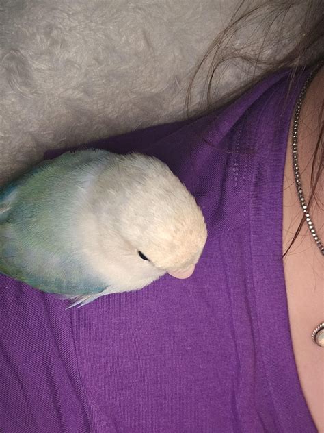 Color Mutation Identifier For Lovebird R Parrots