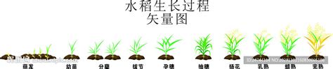 水稻生长设计图广告设计广告设计设计图库昵图网