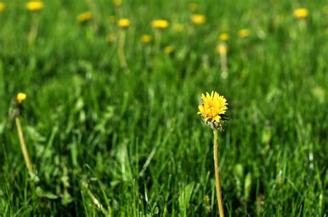 Page 3 Flatweed Images Free Download On Freepik