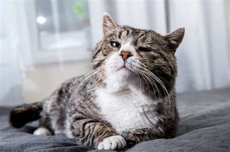 Cat Wont Eat Wet Food Anymore
