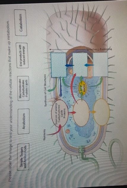 Solved Please Label The Image To Test Your Understanding Of Chegg