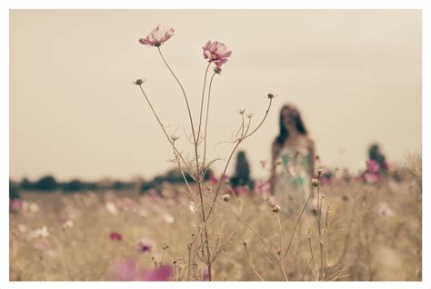 배경 화면 들 자 실루엣 분기 갈색 정경 벚꽃 프랑스 포도 수확 흐린 빨대 보케 파스텔 담홍색