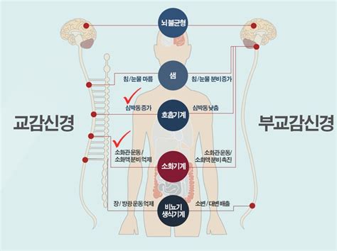 머리가 어지럽고 두통 지속되면 자율신경계 이상 의심 네이버 블로그