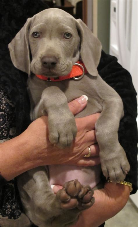 Ashbrooke Weimaraners Day 49 7 Weeks Old