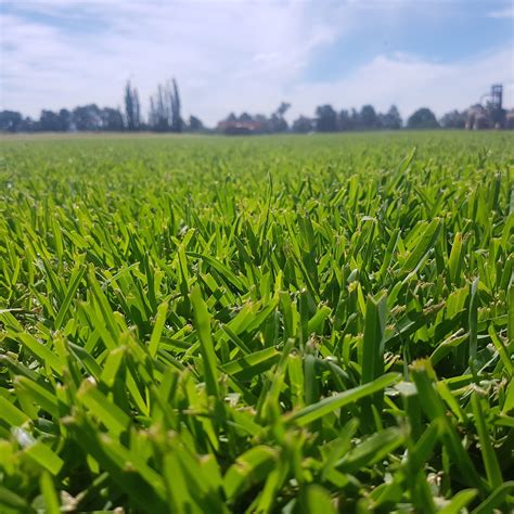 Buy Sir Walter Buffalo Grass Online Buffalo Grass Lawn Musturf