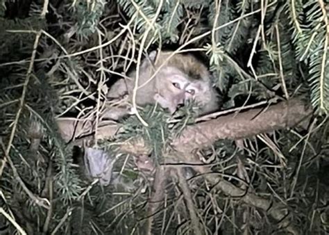 美国官方称逃跑的实验猴子被找到：3只被安乐死，未解释原因美国实验室猴子运输途中逃跑美国3只逃跑实验室猴子被安乐死宾夕法尼亚