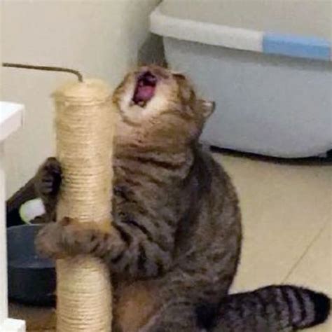 Cat Screaming Meme Cute Animals Images Silly Cats Pictures Weird