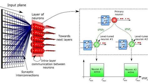 Neuromorphic Computing Mimics Important Brain Feature