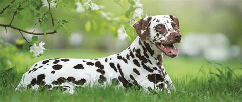 Nutritional Management Of Genetic Hyperuricosuria Case Report North