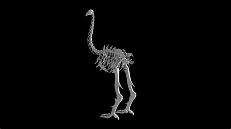 Moa Skeleton 3d Model Low Poly Ar 3d Model Team 3d Yard