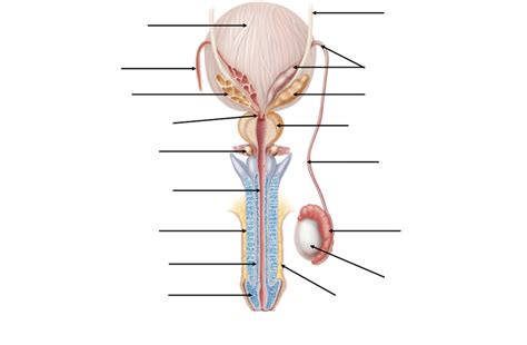 Urinary And Reproductive Structure List Slide BIO Parkland College Diagram Quizlet