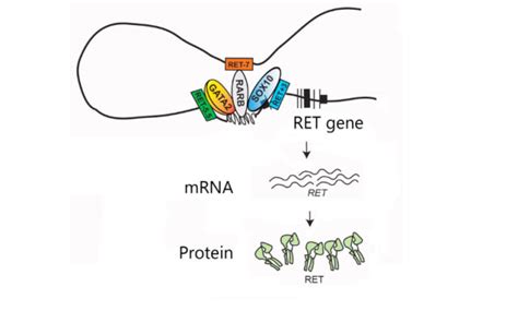 Noncoding Mutations Disrupt Cooperative Function Of Gene Families In Rare Genetic Disorder