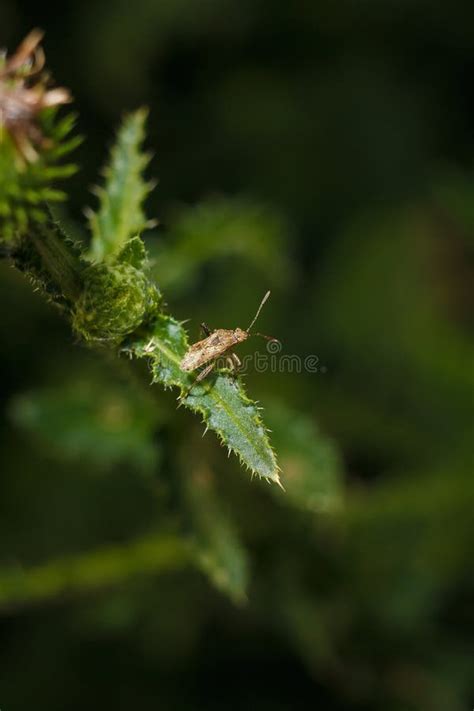 Coreoidea Beetle Or Leaf Footed Bug Tiny Invertebrate Insect On Green