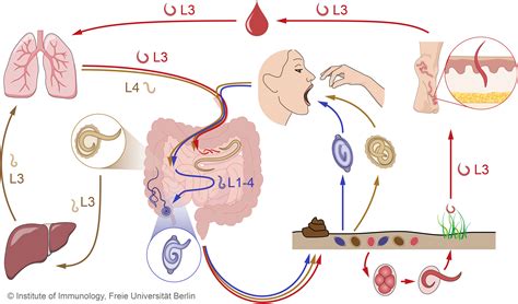 Hookworm Life Cycle Diagram Veterinary Internship Day 14 Hookworm