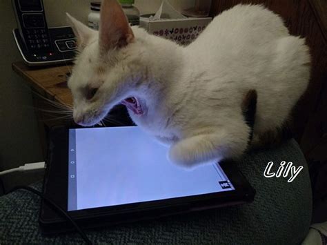 Solve Lily 0169 Im Bored With This Game Jigsaw Puzzle Online With