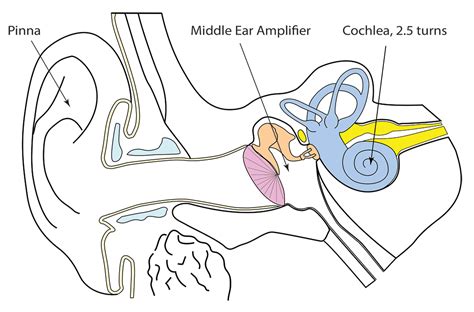 Physiology Of Hearing Enteducationswansea