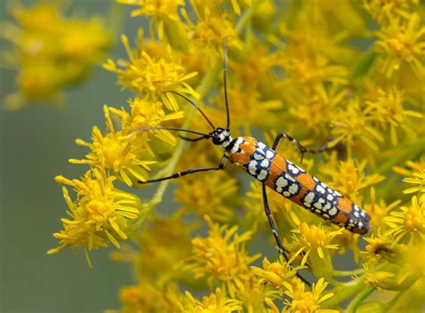 Ailanthus Webworm Moth Nectaring Macro Close Up Critiques Nature Photographers Network