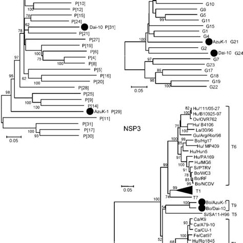 Phylogenetic Trees Based On The Fulllength Nucleotide Sequences Of The