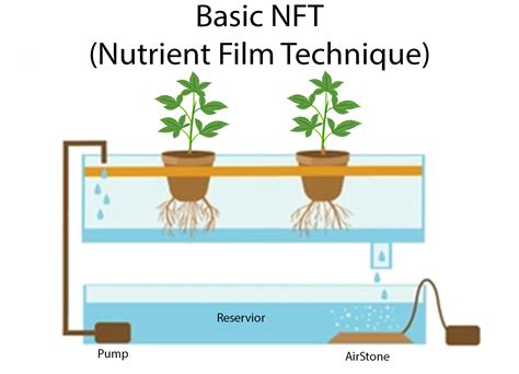 Mastering Advanced Nutrient Film Technique Nft In Professional Canna Kalix Cpn