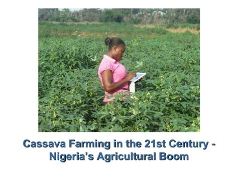 Cassava Farming In The 21st Century Nigerias Agricultural Boom