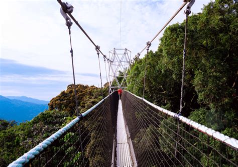 Canopy Walk In Nyungwe National Park Gonja Safaris