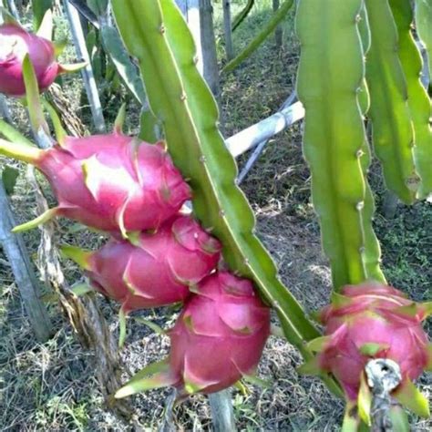 Jual Stek Batang Pohon Buah Naga Panjang Batang 35cm Shopee Indonesia