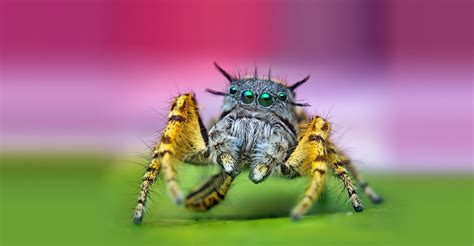 Mâle Adulte Phidippus Mystaceus Photos Futura