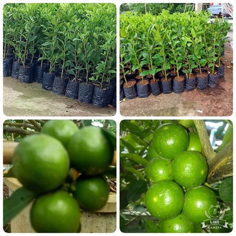 🌳ขายต้นพันธุ์มะนาวแป้นสุขประเสริฐ Shopee Thailand
