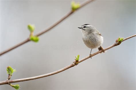 Closeup Shot Of A Golden Crowned Kinglet Bird Stock Image Image Of